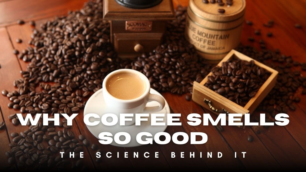 Why Coffee Smells So Good? - YouTube