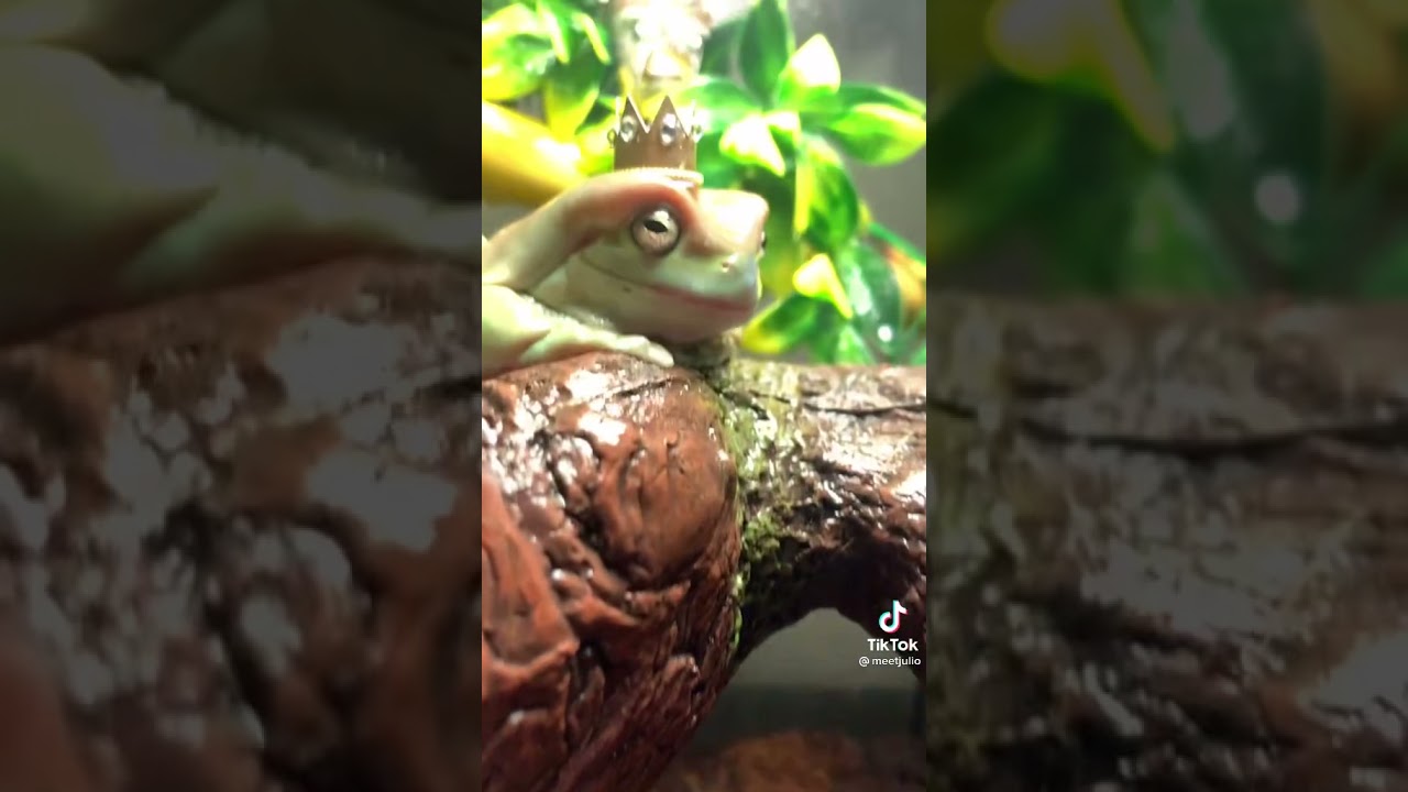 KING JULIO THE FROG PT.47 - YouTube