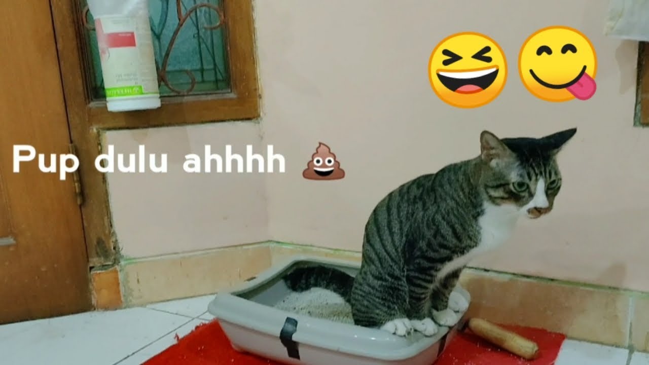 Funny Cat Reaction (Gangguin Kucing Lagi Poop) - Dian Feb - YouTube