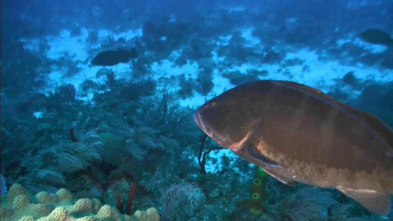 "Grouper Moon" Pt. 1 - YouTube