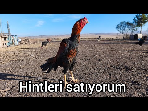 Hint horozlarını sahiplendiriyorum / Çiftliğe yavru border colie geldi #köpek #kaz #horoz