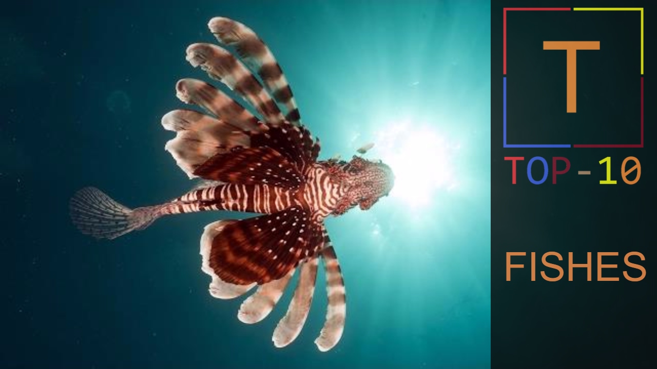 Top 10 Most Dangerous Fishes In The World - YouTube