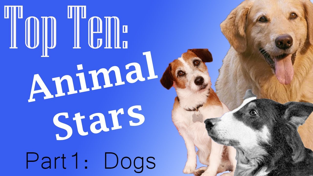 Animal Stars, Part 1: Dogs - YouTube