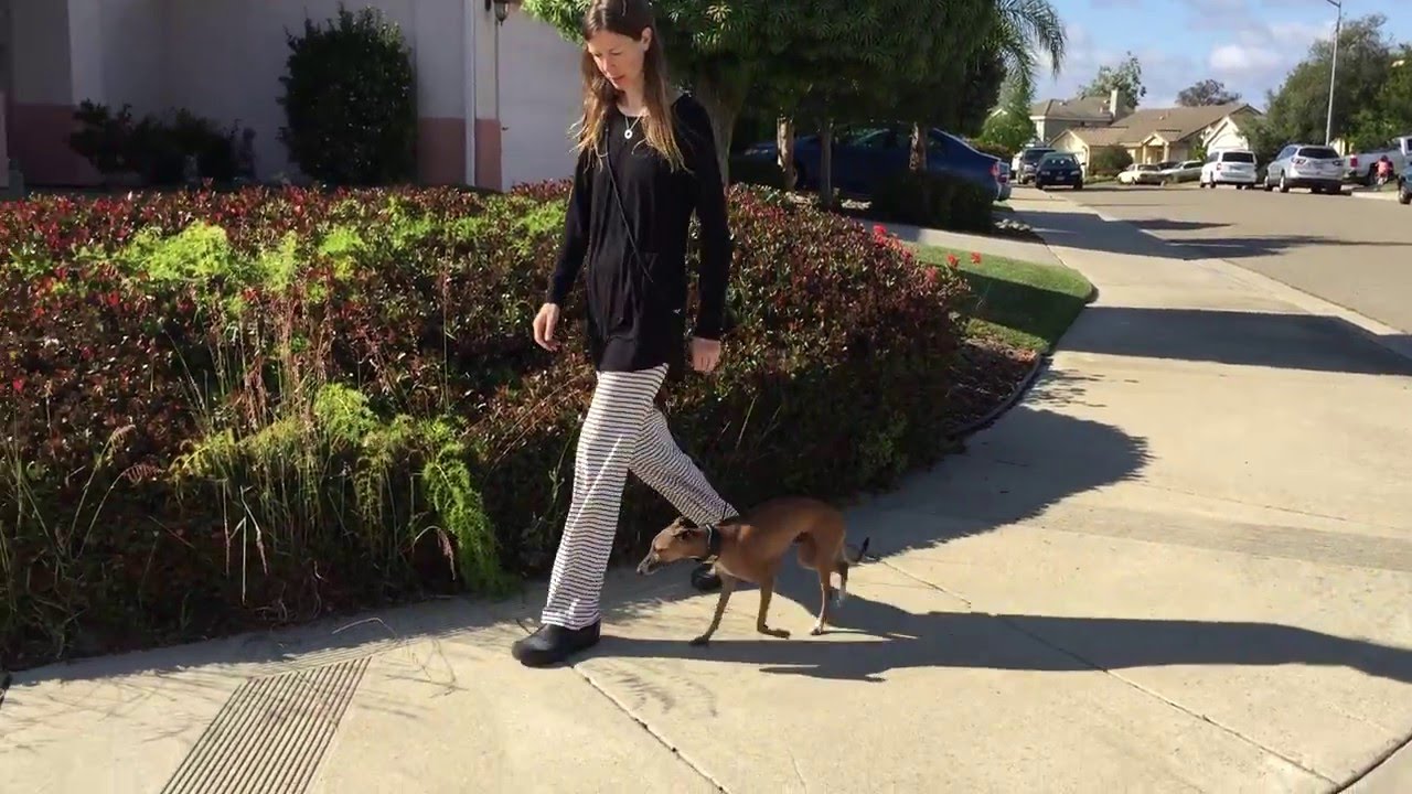 Psych service dog training blog: part 39. Heeling, intelligent ...