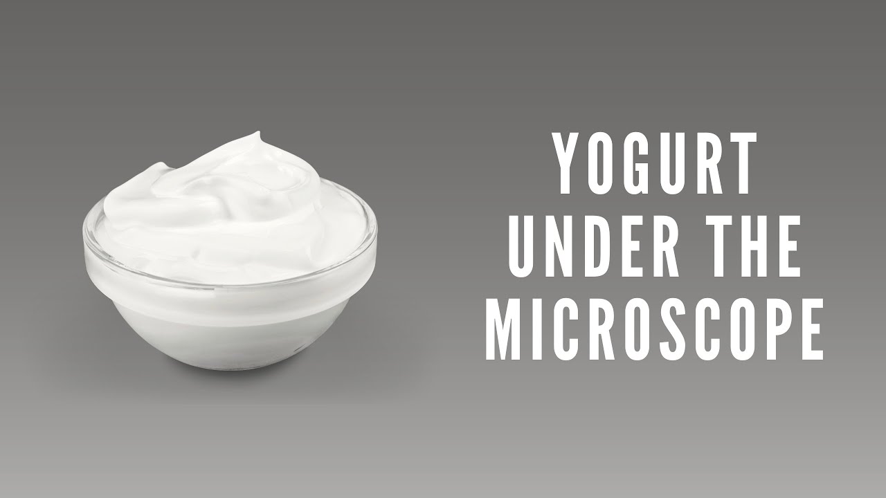 What does a yogurt look like under a microscope? 🥛🔬 - YouTube