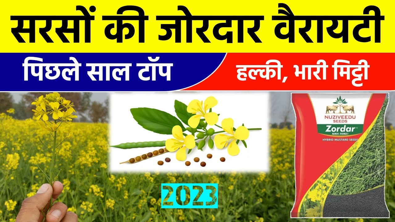 सरसों की जोरदार वैरायटी | जबरदस्त फैलाव | अच्छी पैदावार | Sarso Ki Top ...