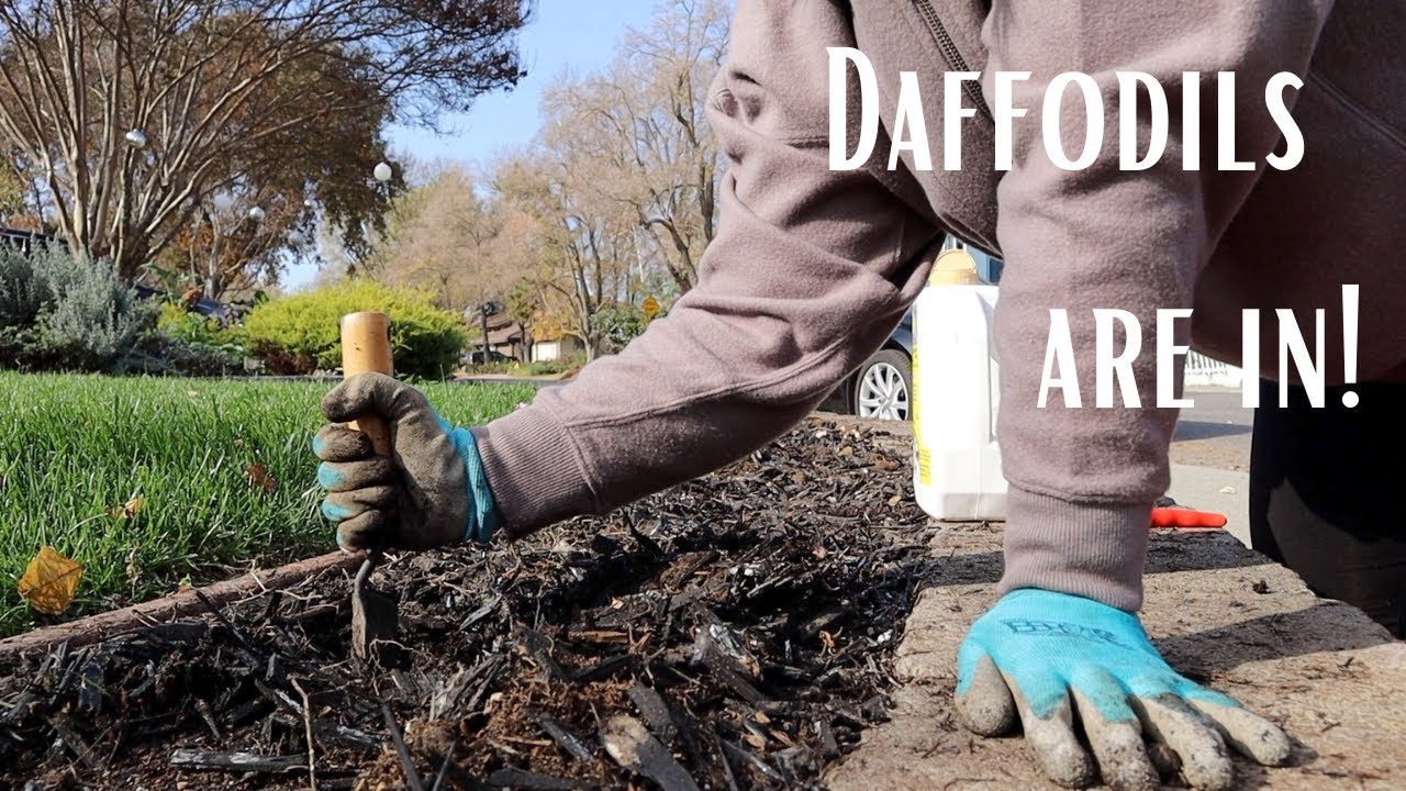 Planting Daffodil Bulbs in Zone 9, Northern California - YouTube