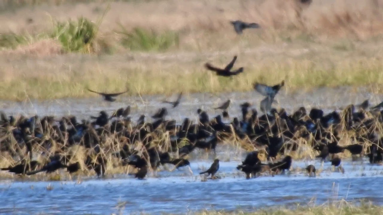 Massive Boat-tailed Grackle flock - YouTube