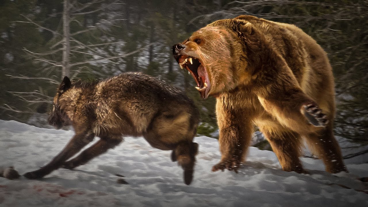 GRIZZLY BEAR - Nature's Fierce and Majestic Apex Predator - YouTube