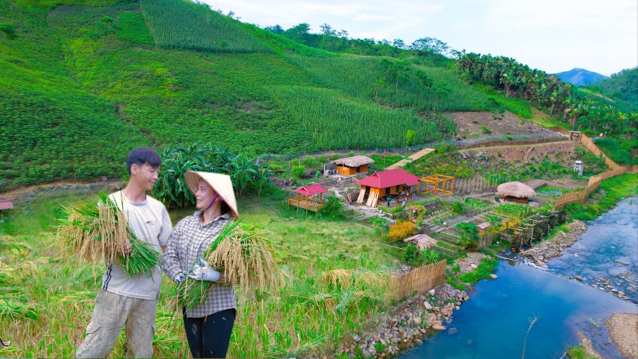 4 Years of Building a Dream Farm Life: Harvesting rice, Passion fruit ...
