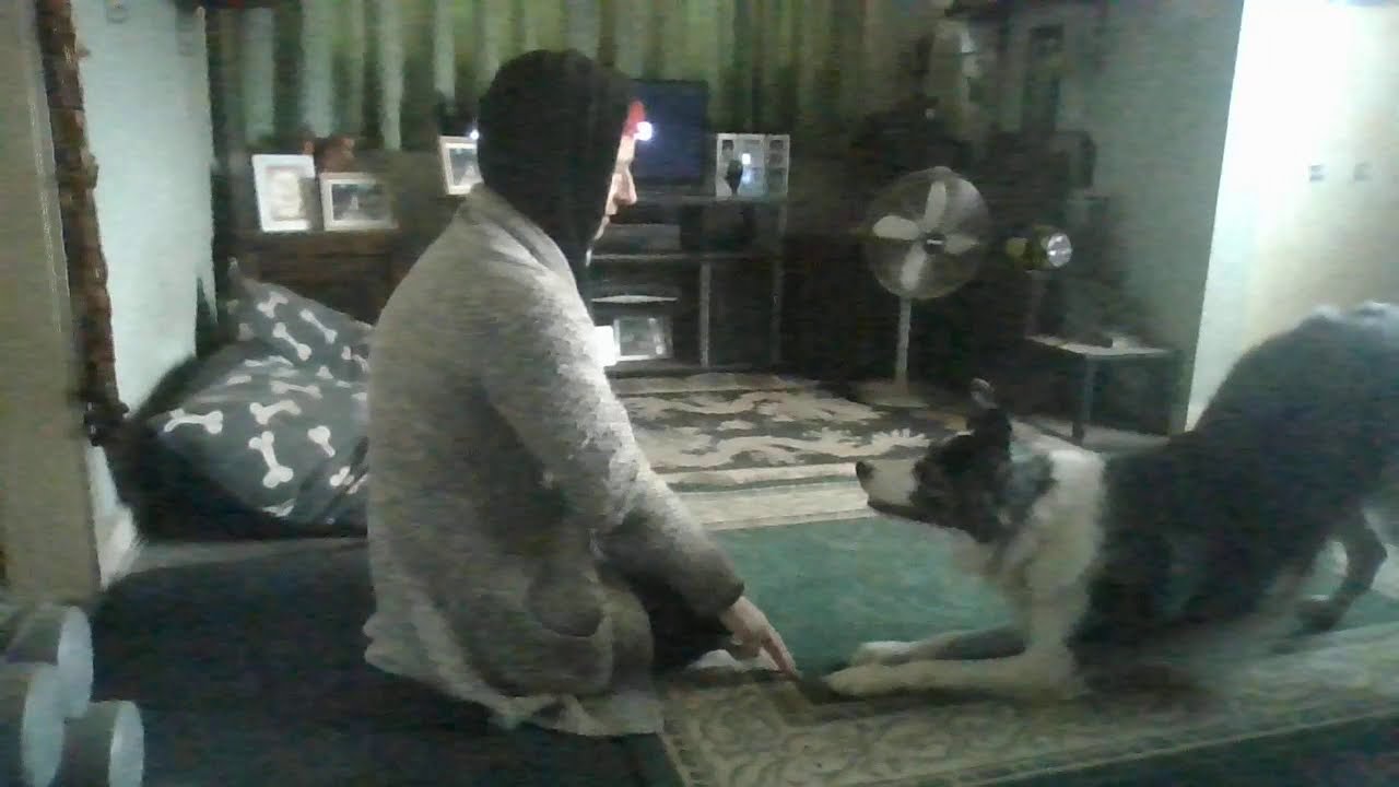 MIDDAY MADNESS with ZED. ( Dog Training ) - YouTube