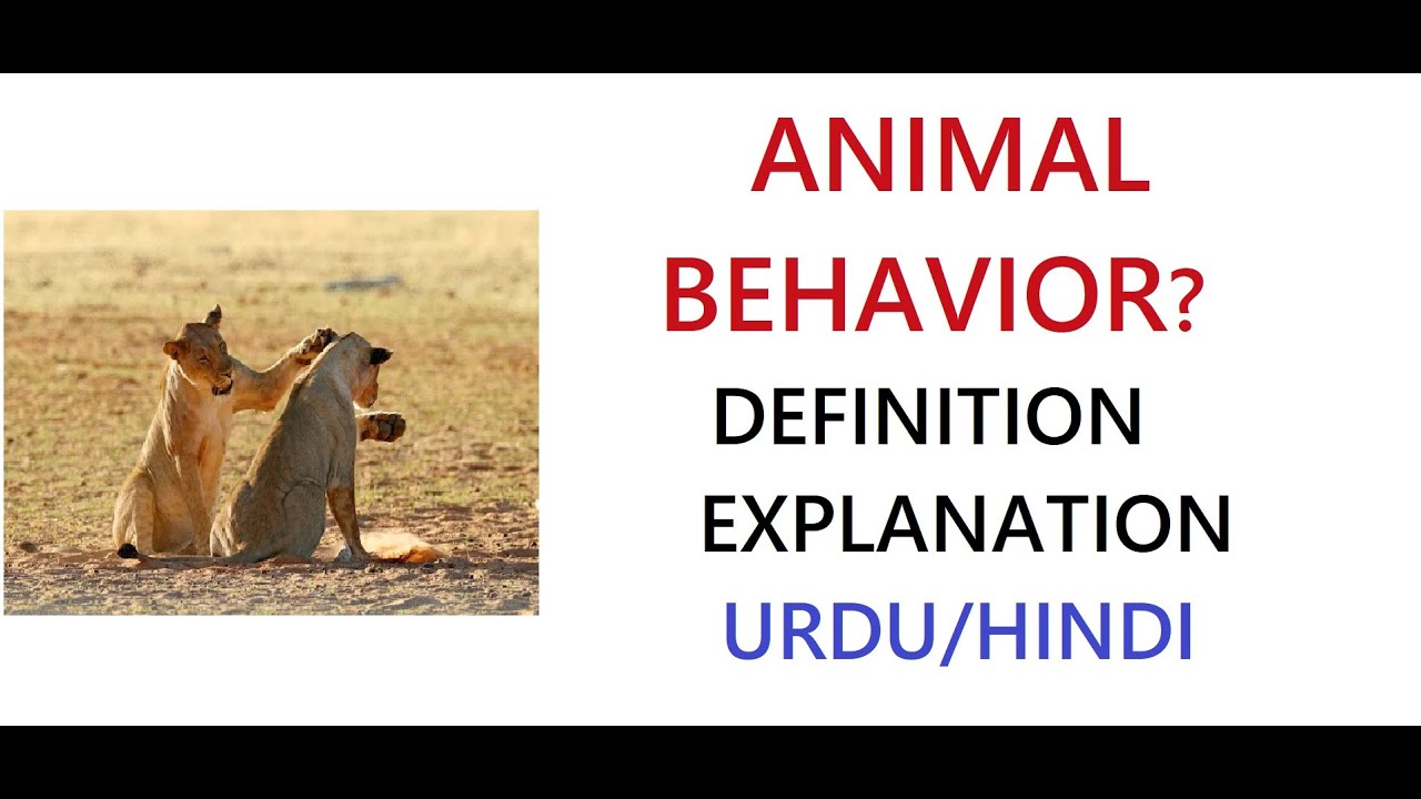 What is Animal Behavior? | Examples | Importance | Uses | Urdu/Hindi ...