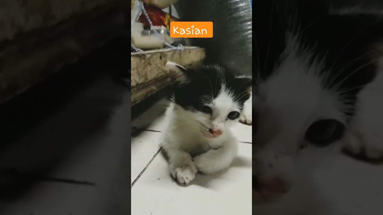 Kucing cantik yang cacat saraf bawaan dari lahir #shorts @KUCING GBL ...