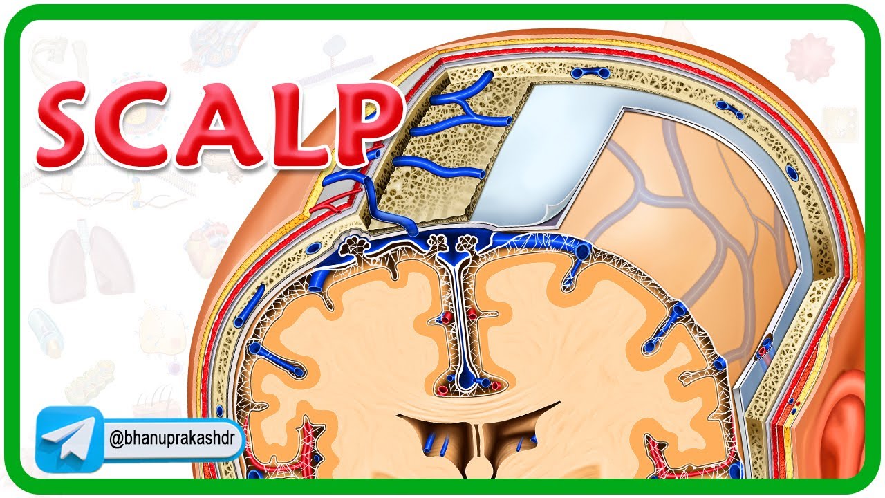 Scalp Anatomy Animation : Head and Neck Anatomy Animations - YouTube