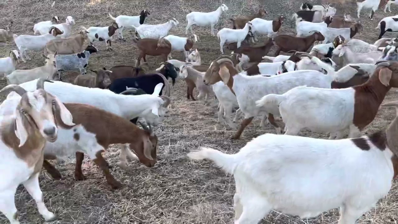 Our yearly visitors, we love ️ goats. Come back next year.🙏🙏 - YouTube