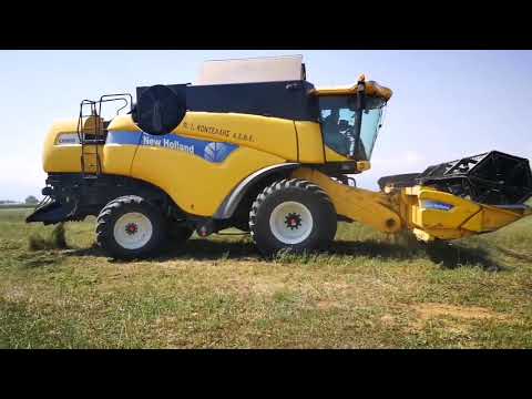 New Holland cx 8050-Clover harvesting