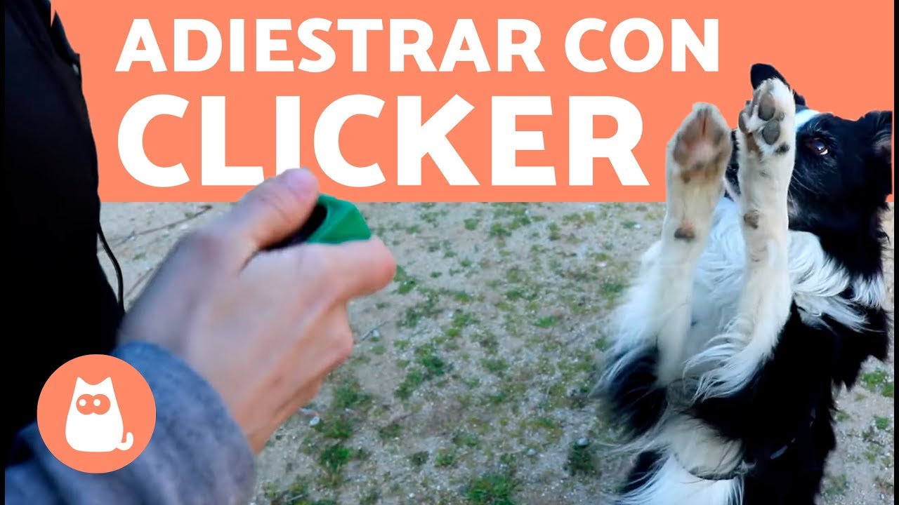 CLICKER para PERROS - Cómo adiestrar a un perro con un clicker - YouTube