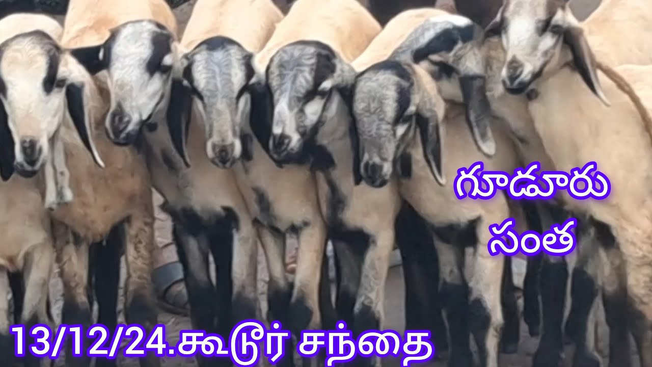 13/12/24 கூடூர் சந்தை வளர்ப்பு குட்டிகள்.గూడూరు సంత. - YouTube