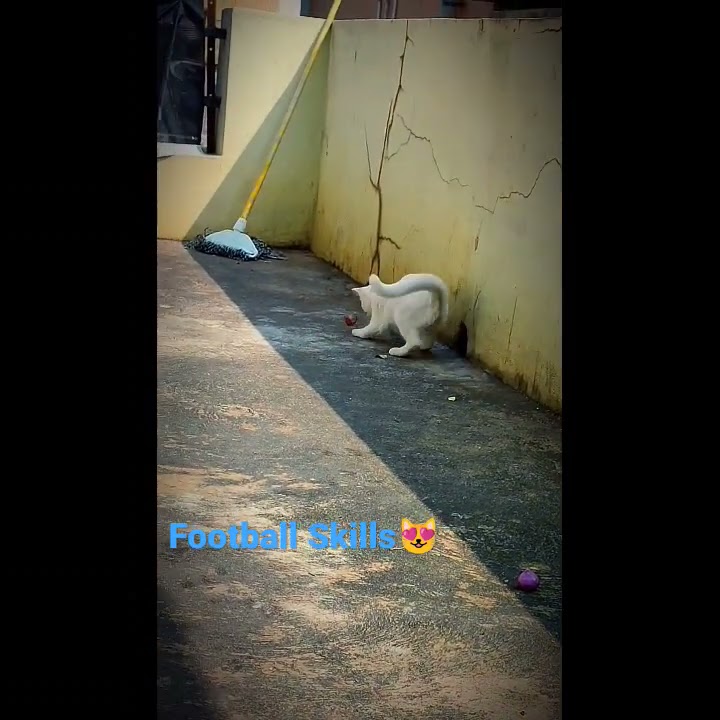 Cats During FIFA world Cup 2022😻 #shorts #viral #cat #persiancat # ...