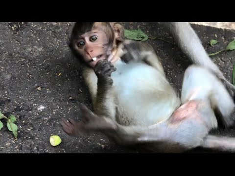 Baby monkey seizures itself - YouTube