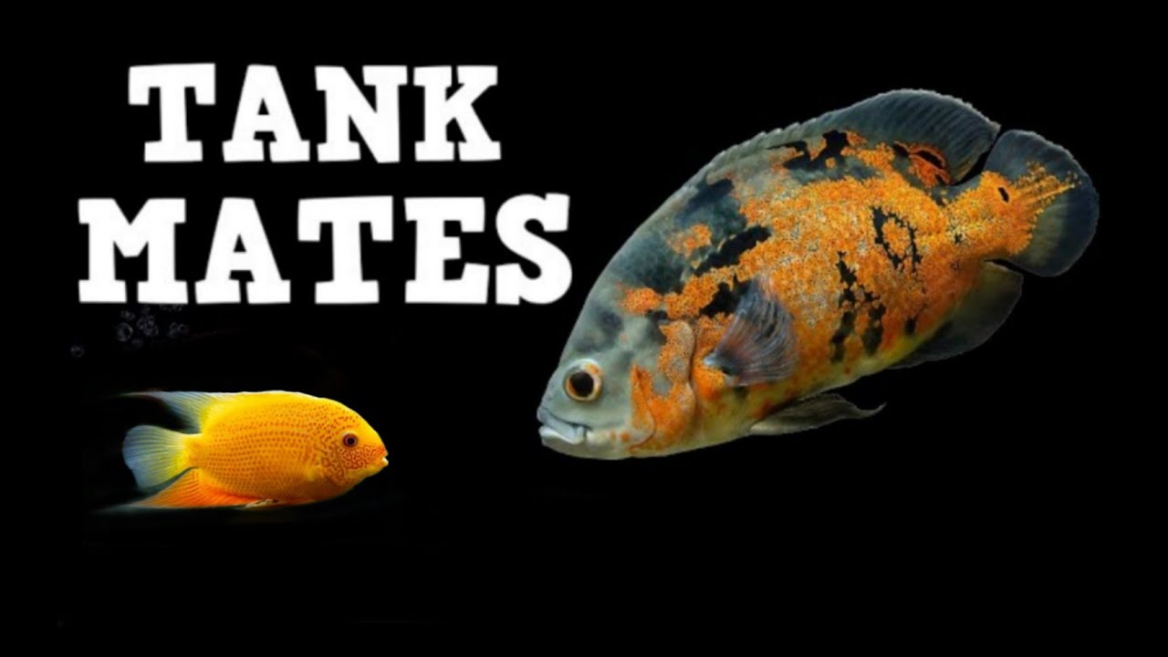 Top 5 tank mate for Oscar fish - YouTube