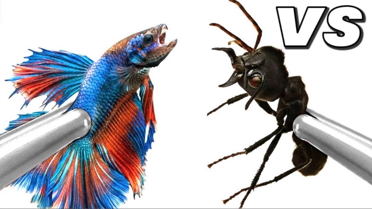 1,000 Ants V.S Fish | 😱 Anttrek Ant Colony Simulation - YouTube
