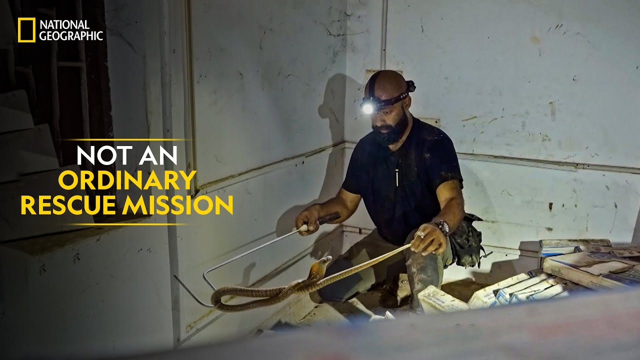 Not an Ordinary Rescue Mission | Snakes SOS: Goa’s Wildest | National ...