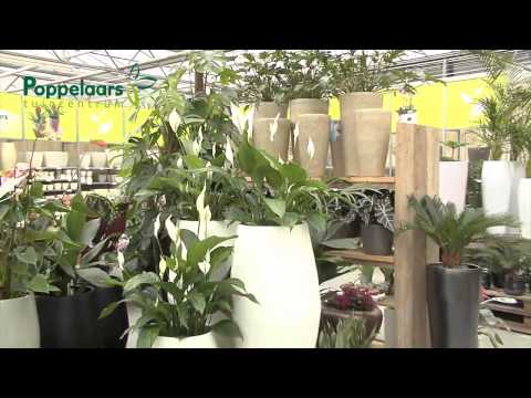 Poppelaars Tuincentrum in Breda