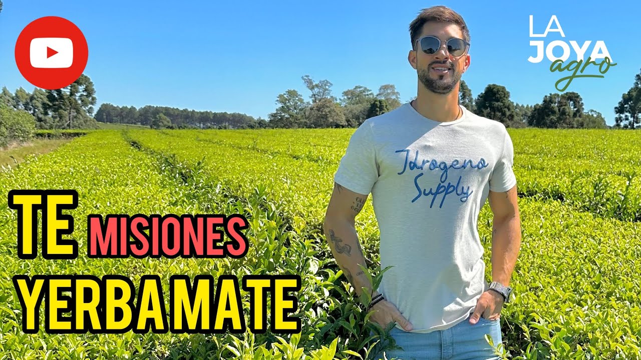 YERBA MATE Y TÉ en MISIONES - YouTube