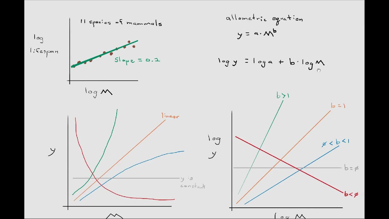 Allometry.mp4 - YouTube