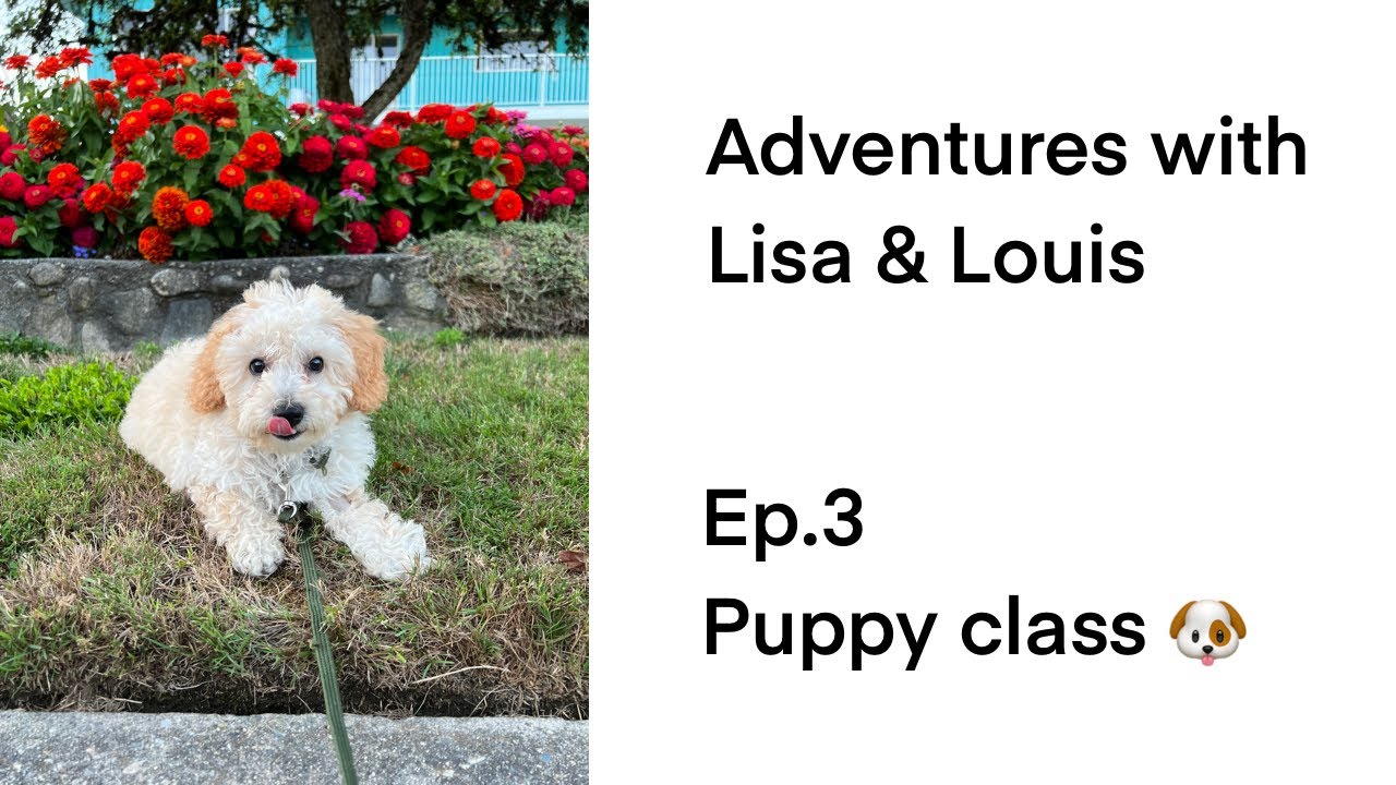 First puppy class with Louis the Mini Poodle - YouTube