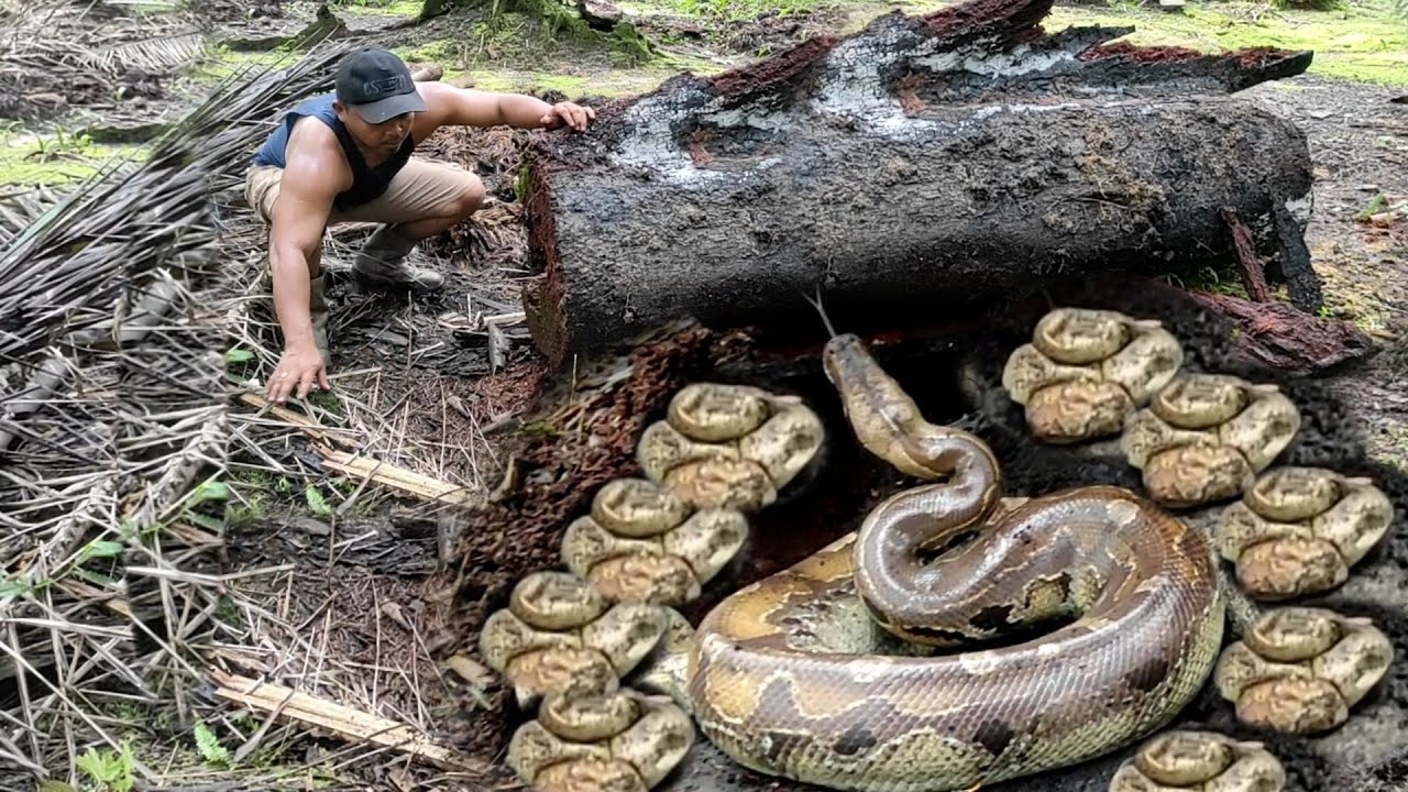 RATU ULAR PENGHUNI KAYU KERAMAT | ULAR | PYTHON | RESCUE - YouTube