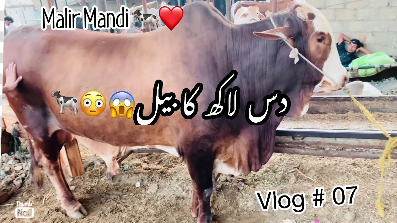 Friends ke sath Cow mandi janwar leny gye || mandi vlogs || Anas Ghouri ...