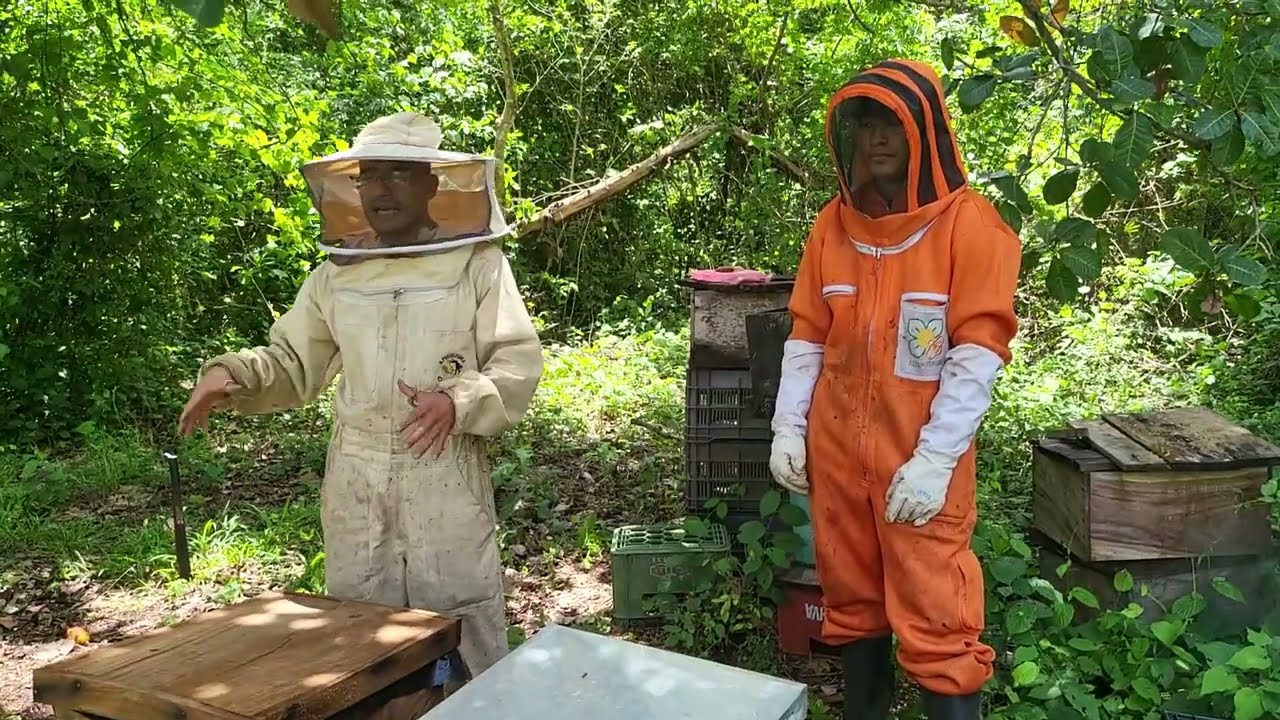 Alimentacion de colmenas con Caramelos de miel y azucar - YouTube