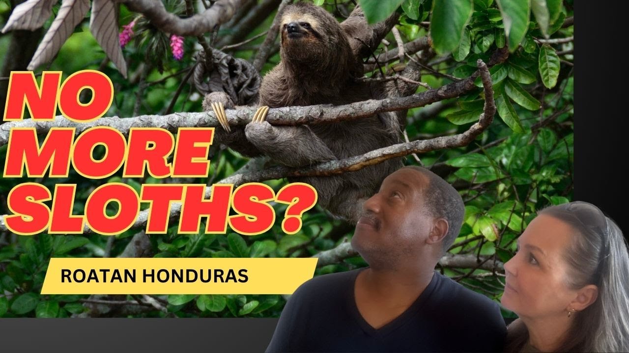 The Disturbing Truth About Sloths in Roatan - YouTube