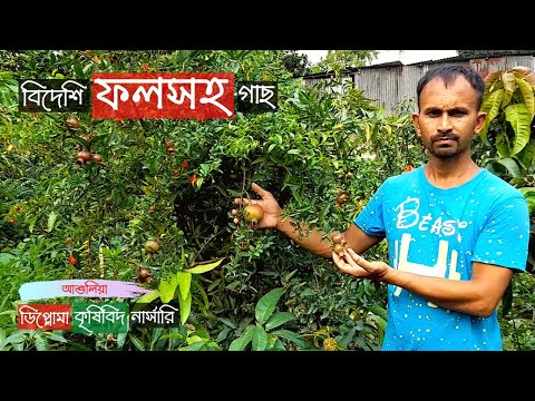 বিদেশি ফলসহ গাছ ডিপ্লোমা কৃষিবিদ নার্সারিতে | Fruit Tree Price In Ashulia | Gardening Bangladesh