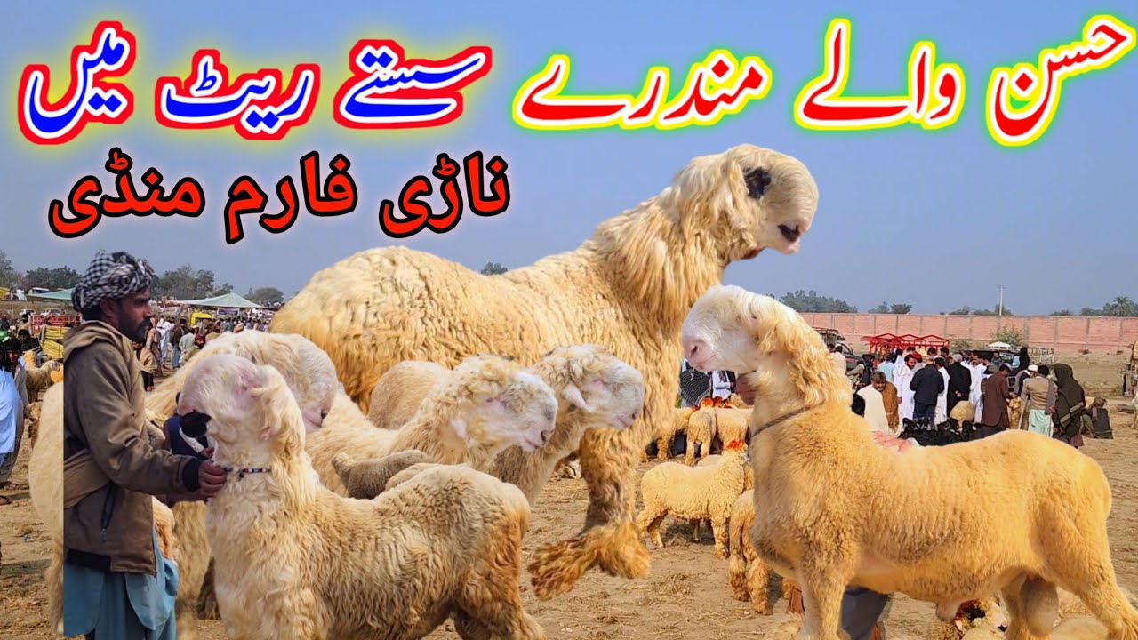 Nari farm Market Mundra mundari Sheep 24 Feb 2025 Mundra farming Malik ...