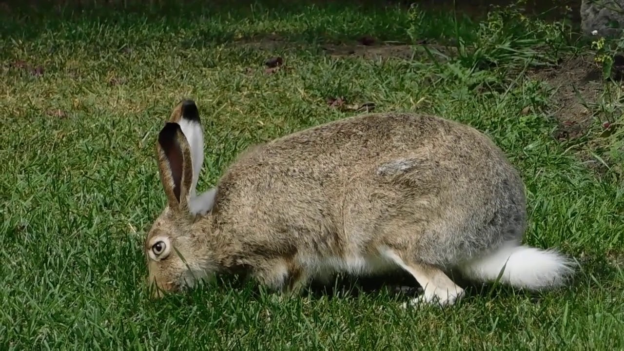 Real Rabbit Sound | Sonido de Conejo Real | Vrai Son de Lapin - YouTube