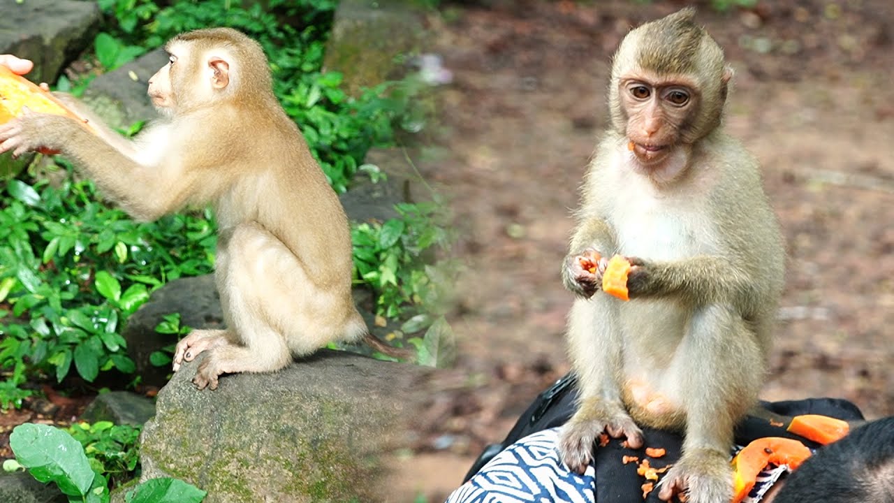 We gave papaya to poor monkey Lila & Rainbow got a good play to eat ...