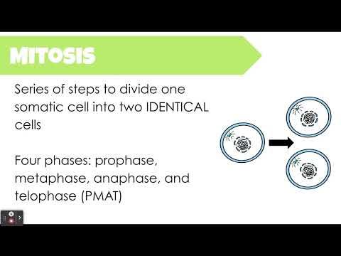Mitosis: The Microscopic Dance of Cellular Division - YouTube