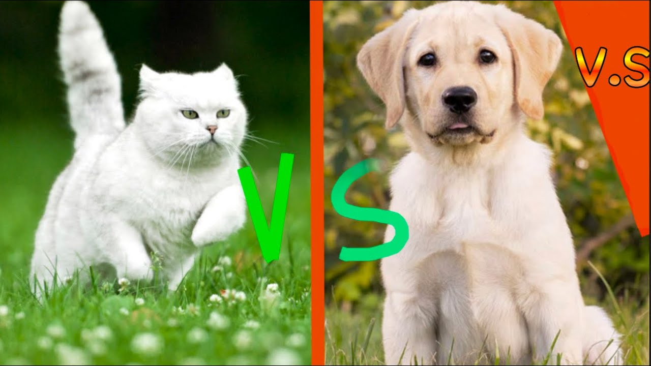Dog vs cat Who will win? Wach to find out - YouTube