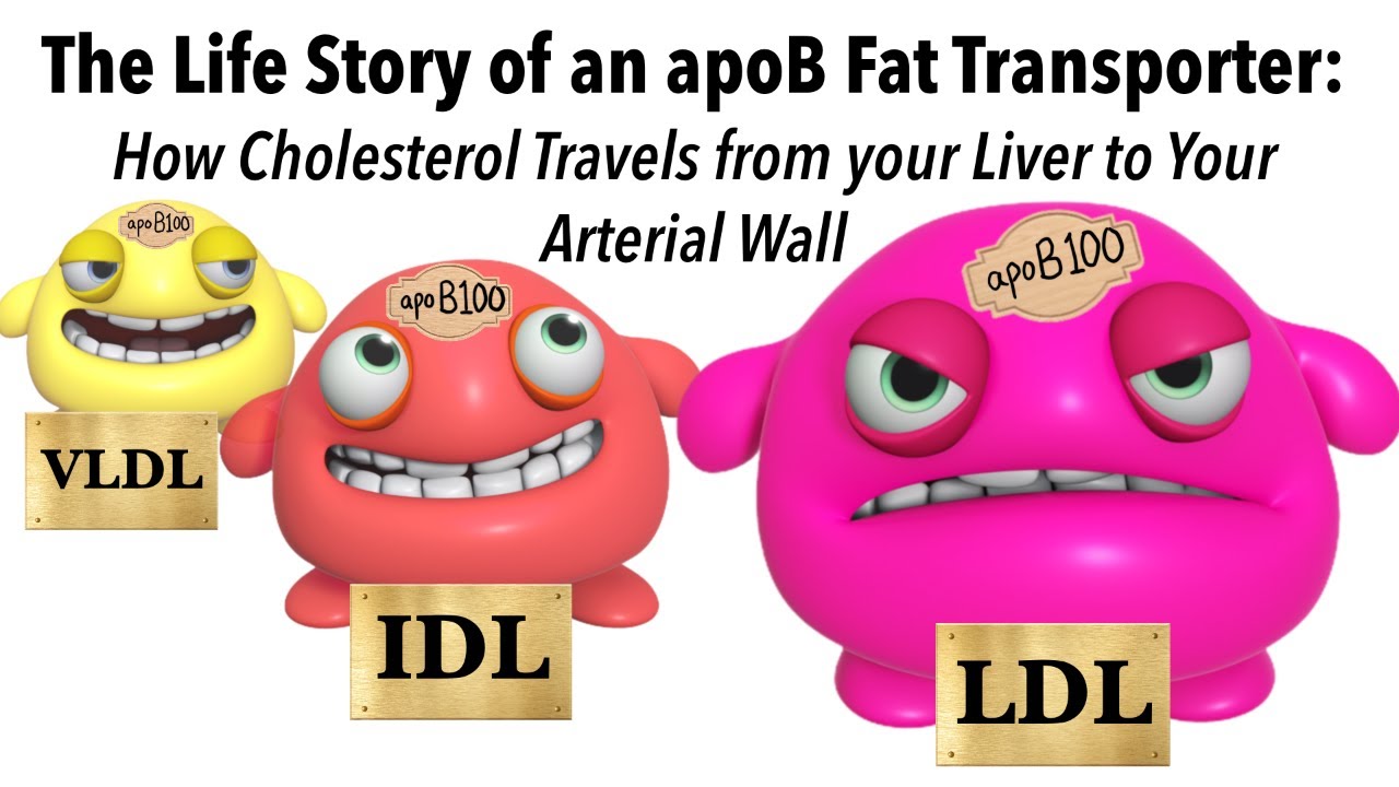 The Life Story of an apoB Lipoprotein: How Cholesterol is Transported ...