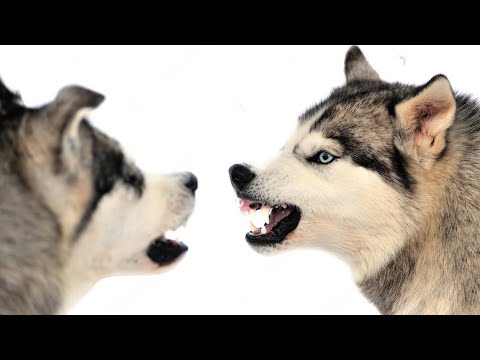 Husky VS Malamute