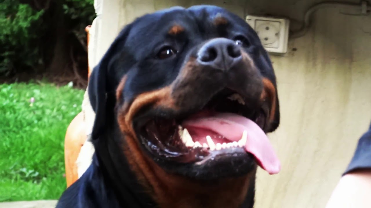 MY FAVORITE ROTTWEILER - YouTube