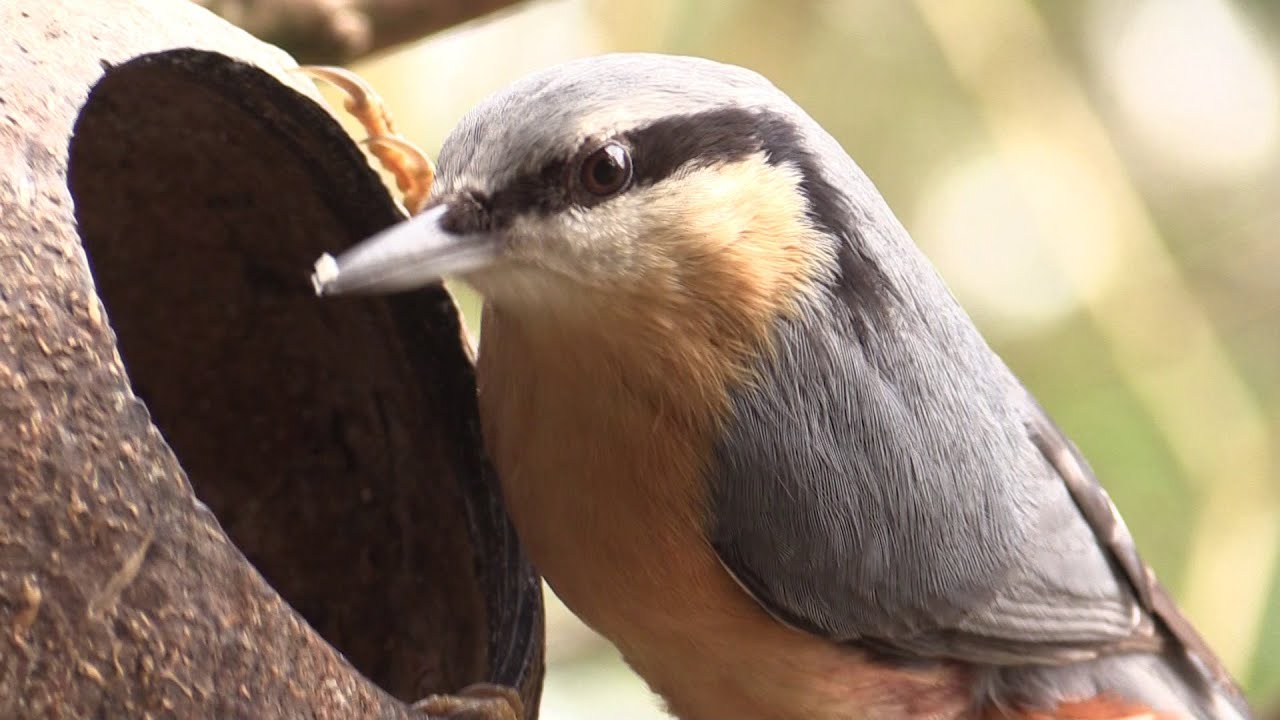 boomklever in close-up - YouTube
