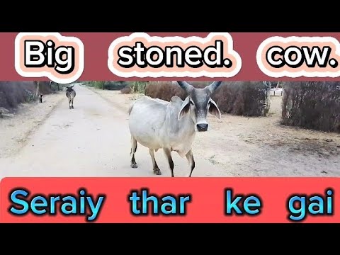 A cow with big horns/Big stoned cow/bare Singh wali gay#cow #animals# ...