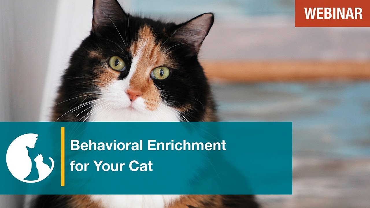 Behavioral Enrichment for Your Cat - YouTube