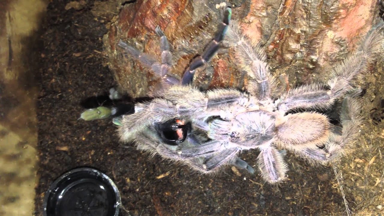 Orphnaecus sp blue - mating - YouTube