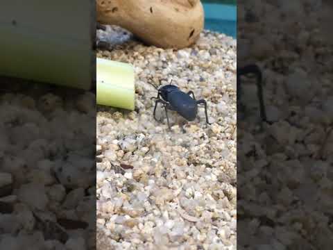 How Do Pinacate Beetles Decompose Things