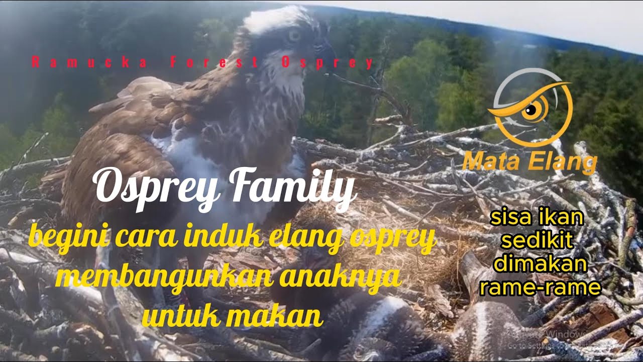 SISA IKAN DIMAKAN RAME-RAME~ELANG OSPREY - YouTube
